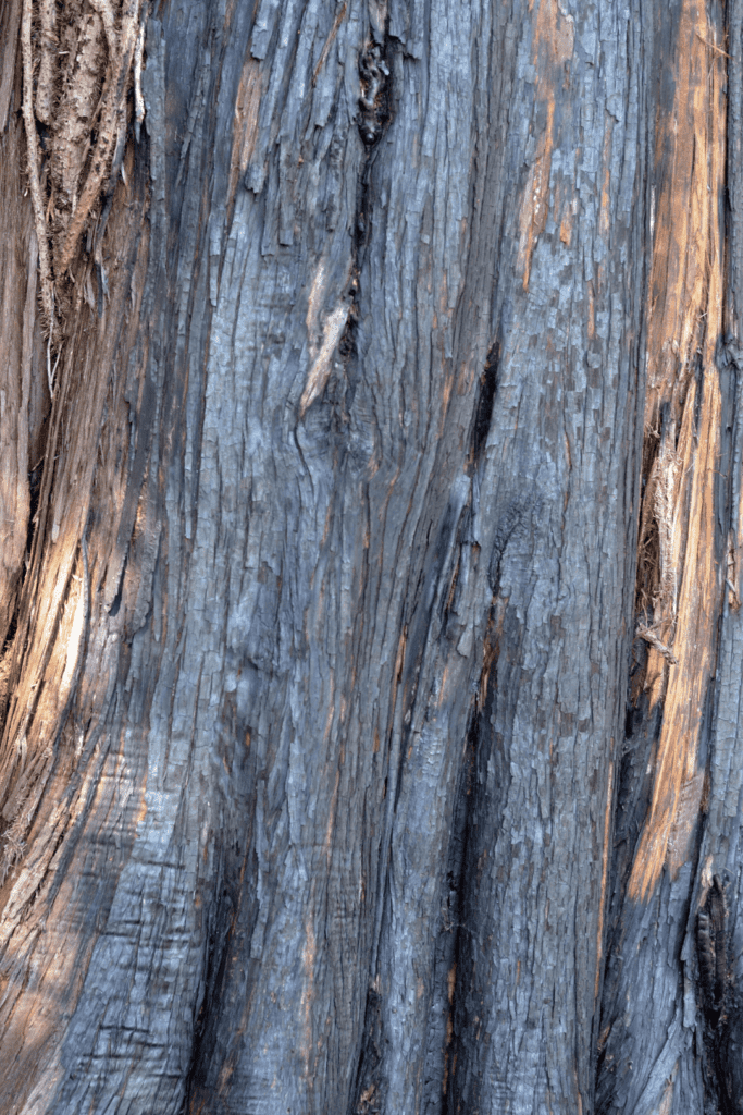 3 Signs of Winter Tree Damage - Timber Works Tree Care