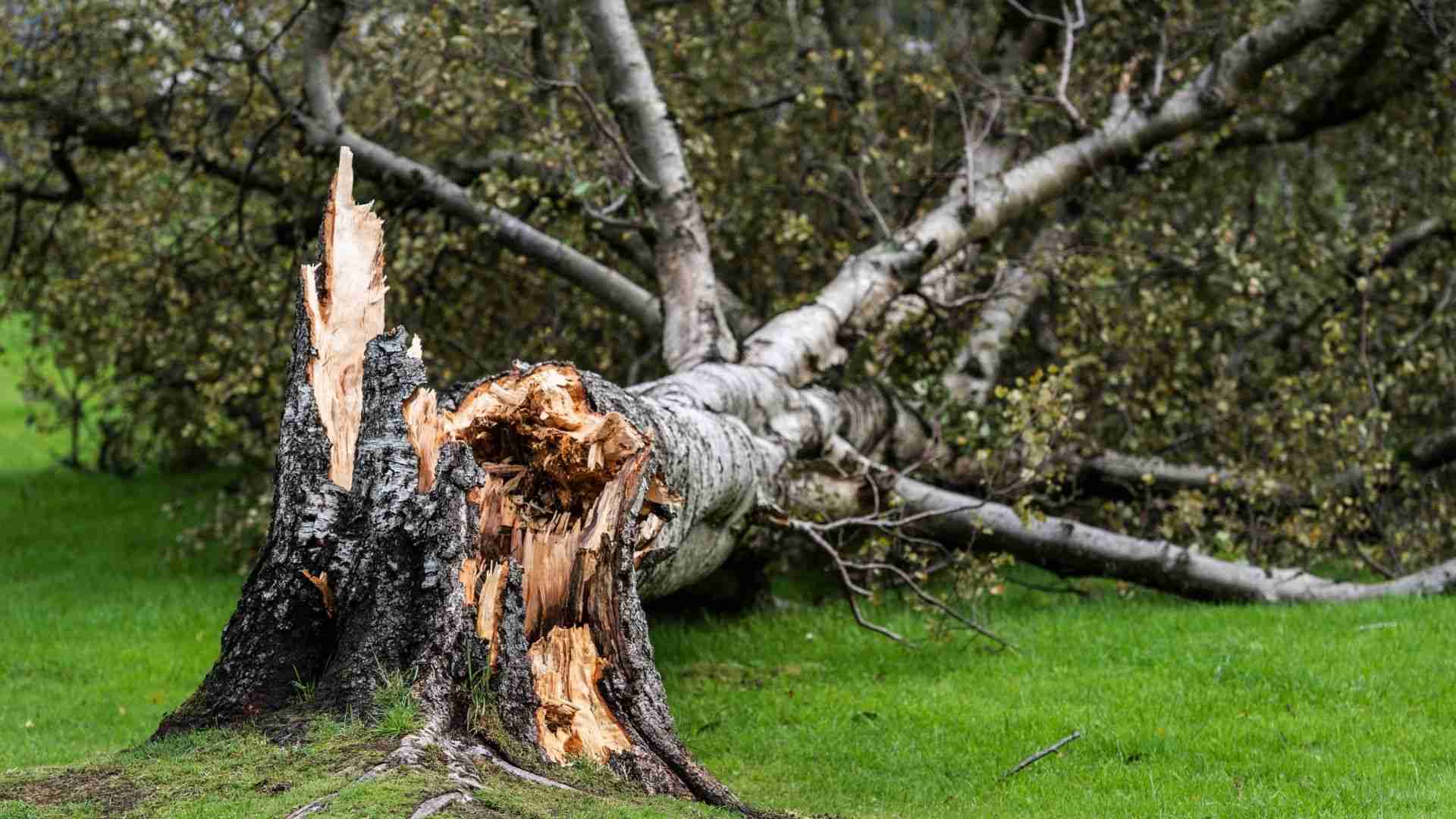 What to do with Storm-Damaged Trees | Timber Works Tree Care