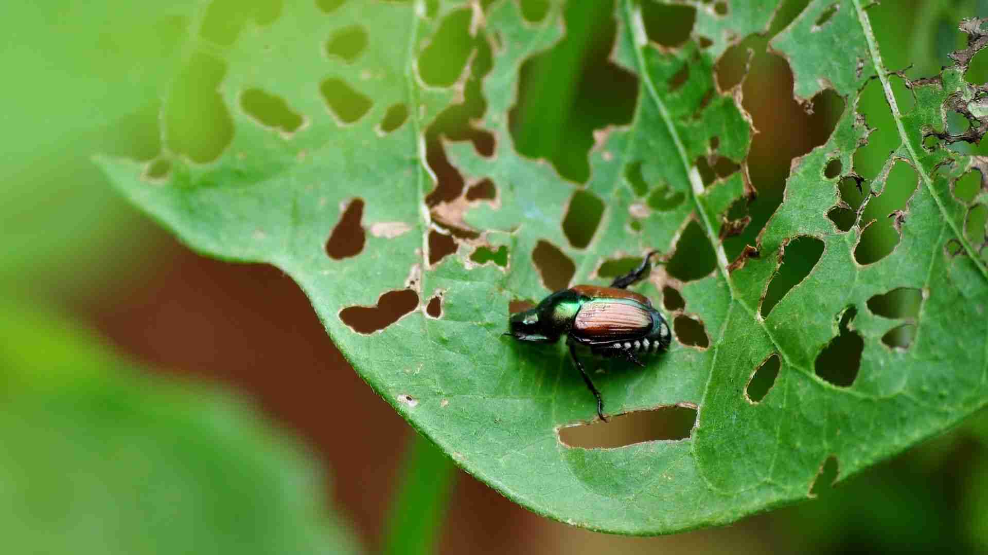 Virginia Insects & Arthropod Pests: Japanese Beetles - Timber Works ...