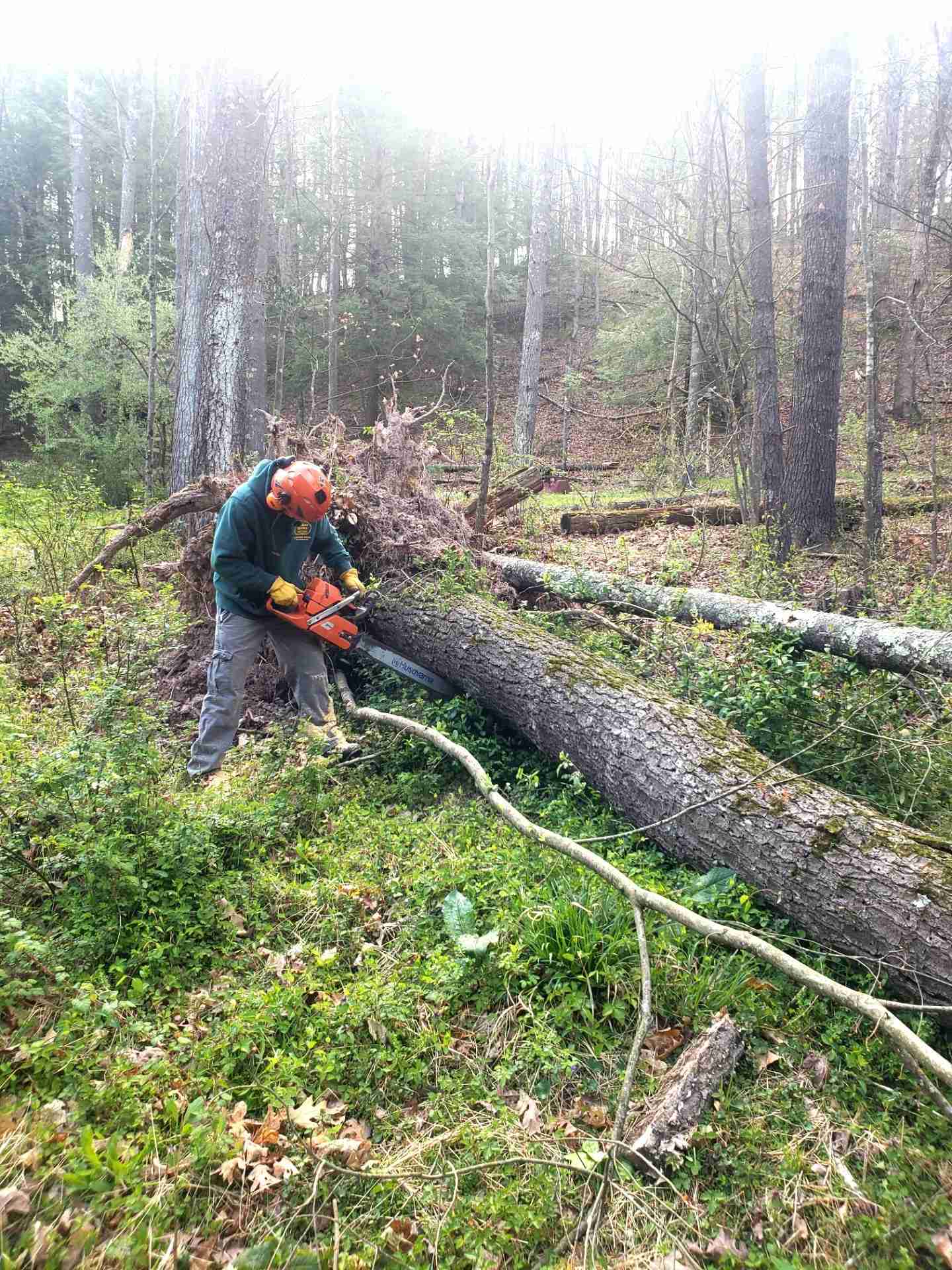 The Most Common Causes of Tree Death - Timber Works Tree Care