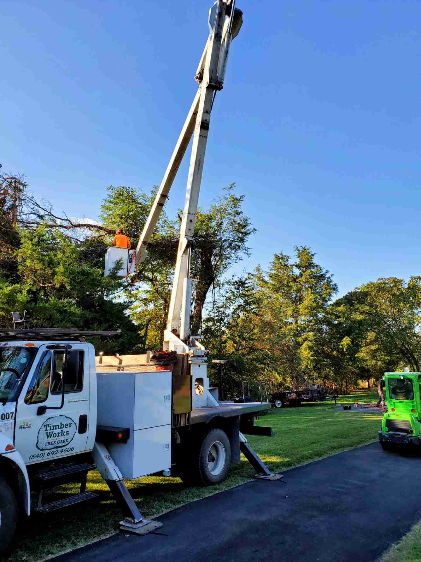 How You Can Protect Your Trees from Decay - Timber Works Tree Care