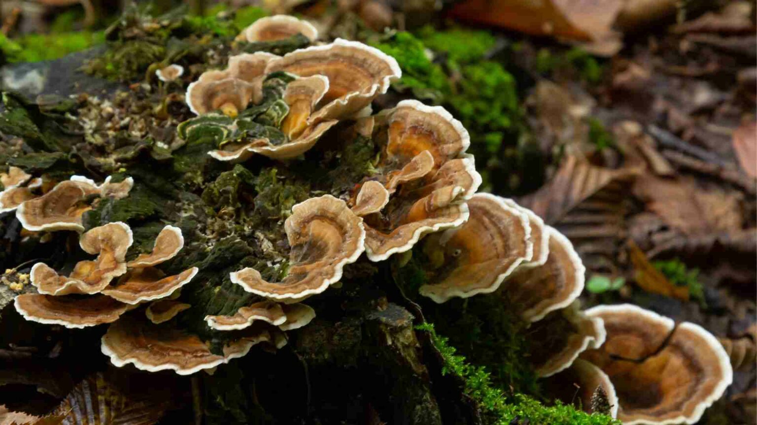 The Types and Signs of Tree Decay - Timber Works Tree Care