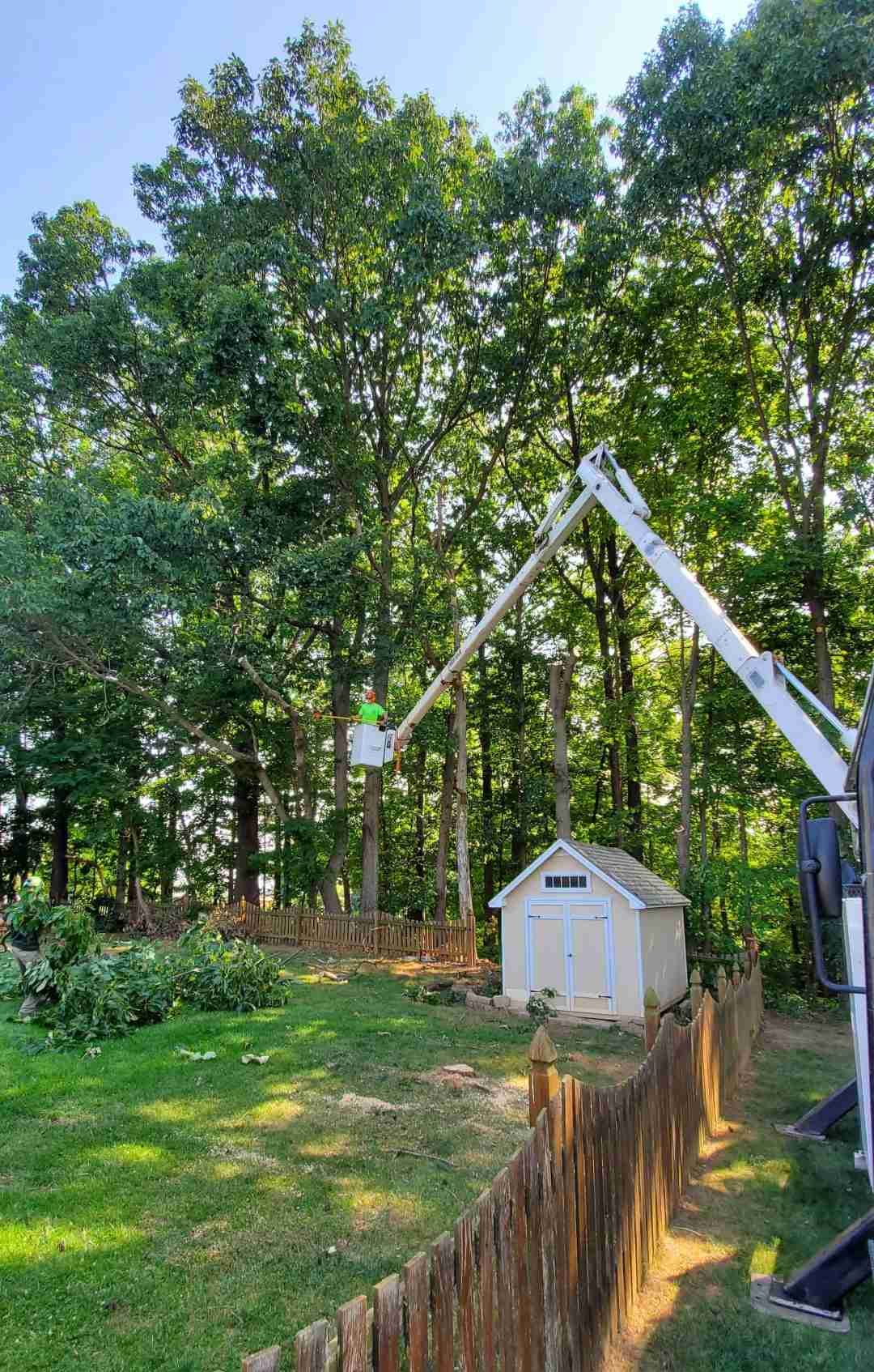 What Are the Benefits of Routine Tree Trimming? - Timber Works Tree Care