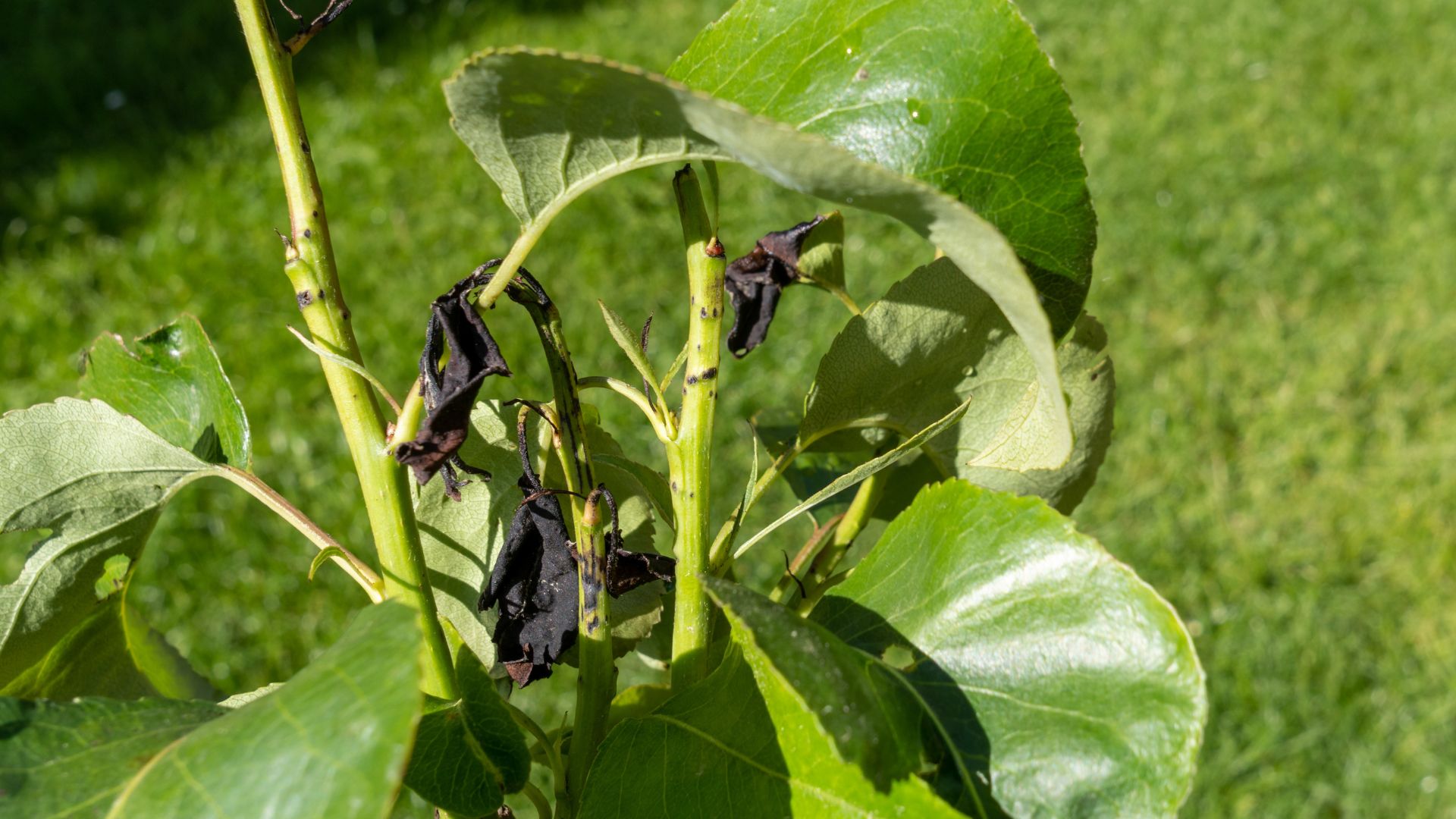 VA Tree Diseases: Fire Blight | Dying Tree Front Royal VA