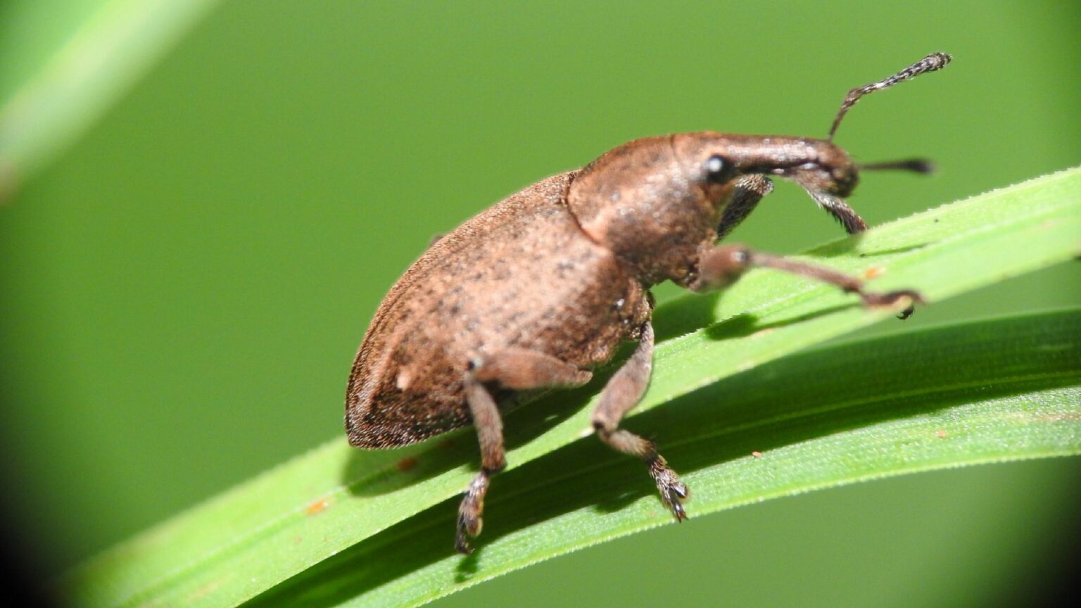 Pests: Weevils | Invasive Species Control Warrenton VA