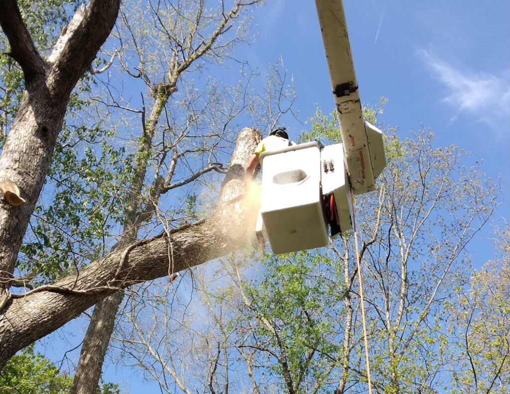 Tree Trimming & Pruning | Tree Trimming Service Haymarket VA