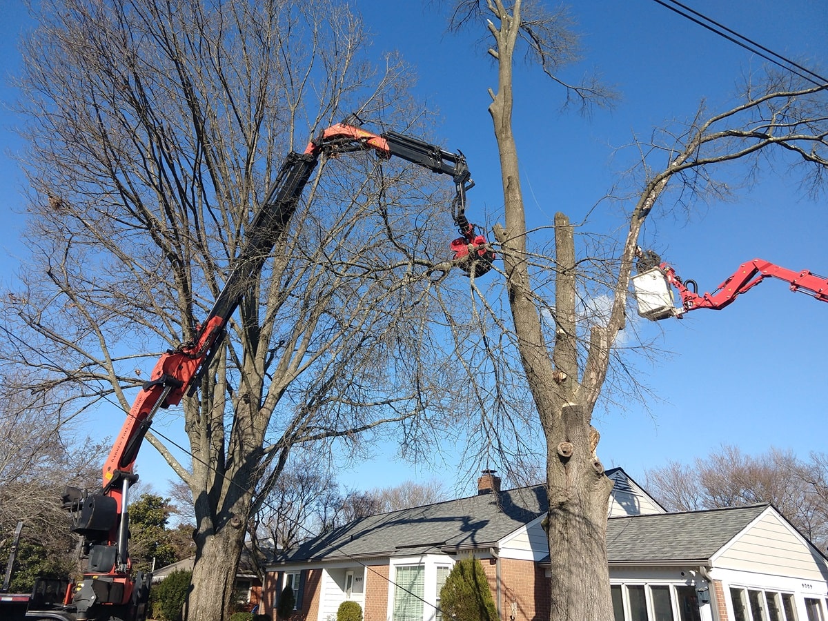 VA Tree Service | VA Tree Removal | Timber Works Tree Care