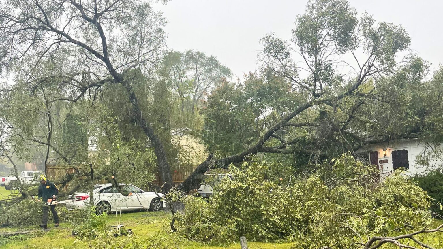 Leaning Trees | Tree Maintenance Winchester VA